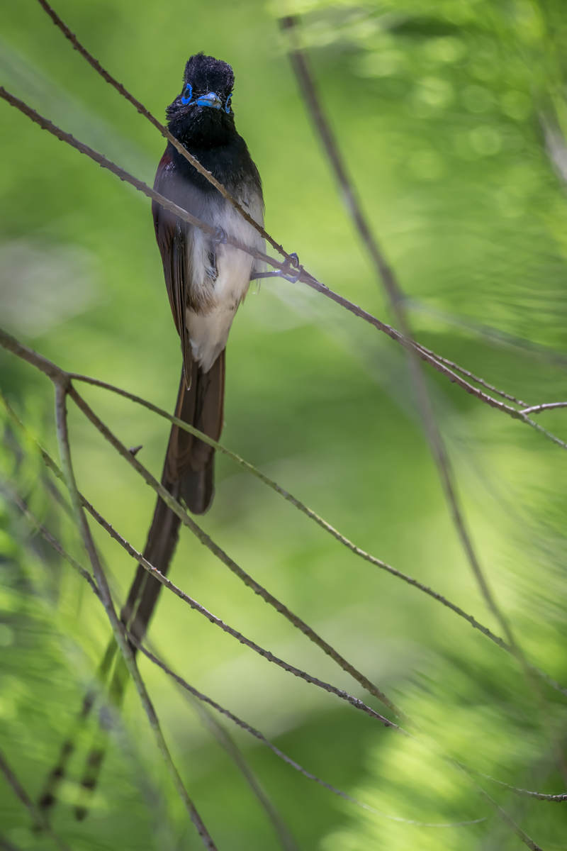 Japanese Paradise Flycatcher in Shanghai - 10,000 Birds