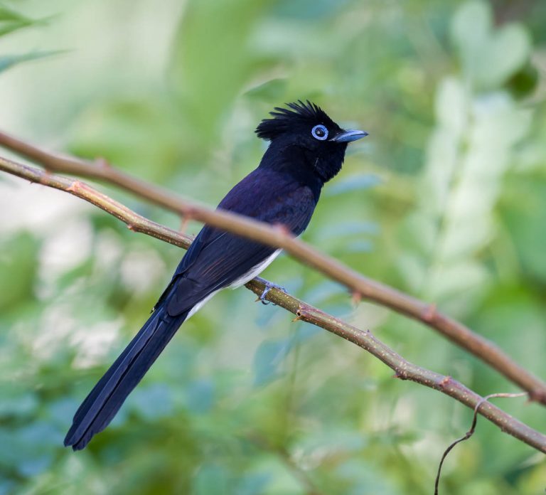 Birding Shanghai in September 2022 - 10,000 Birds