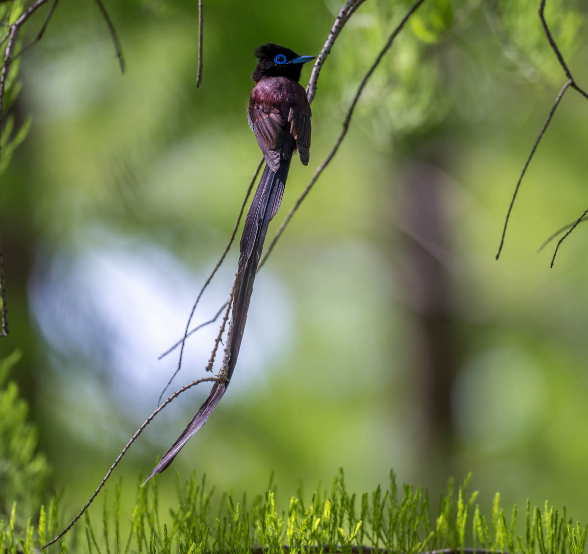 Japanese Paradise Flycatcher in Shanghai - 10,000 Birds