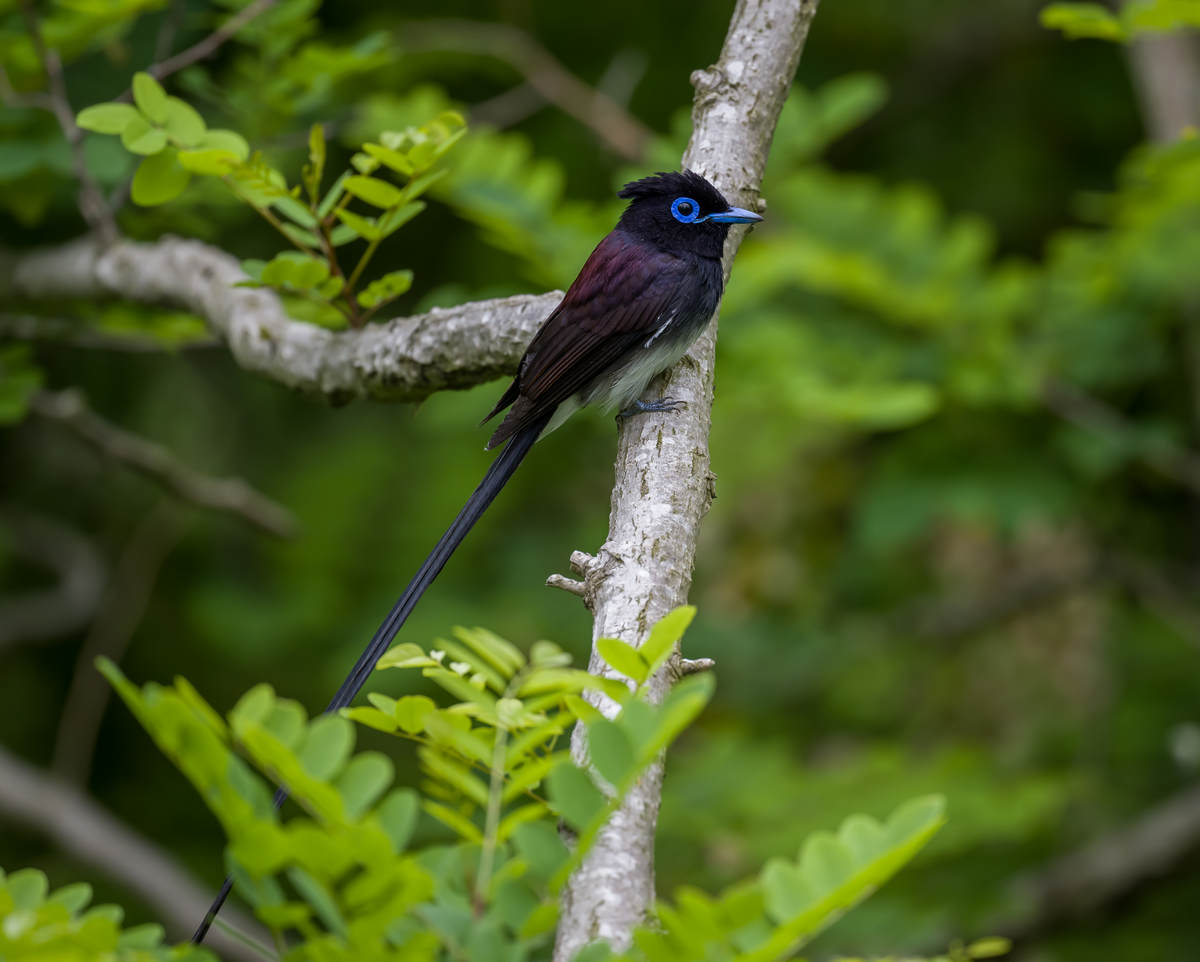 The popstars are back: Paradise Flycatchers in Shanghai - 10,000 Birds
