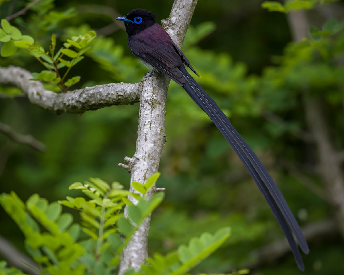 The popstars are back: Paradise Flycatchers in Shanghai - 10,000 Birds