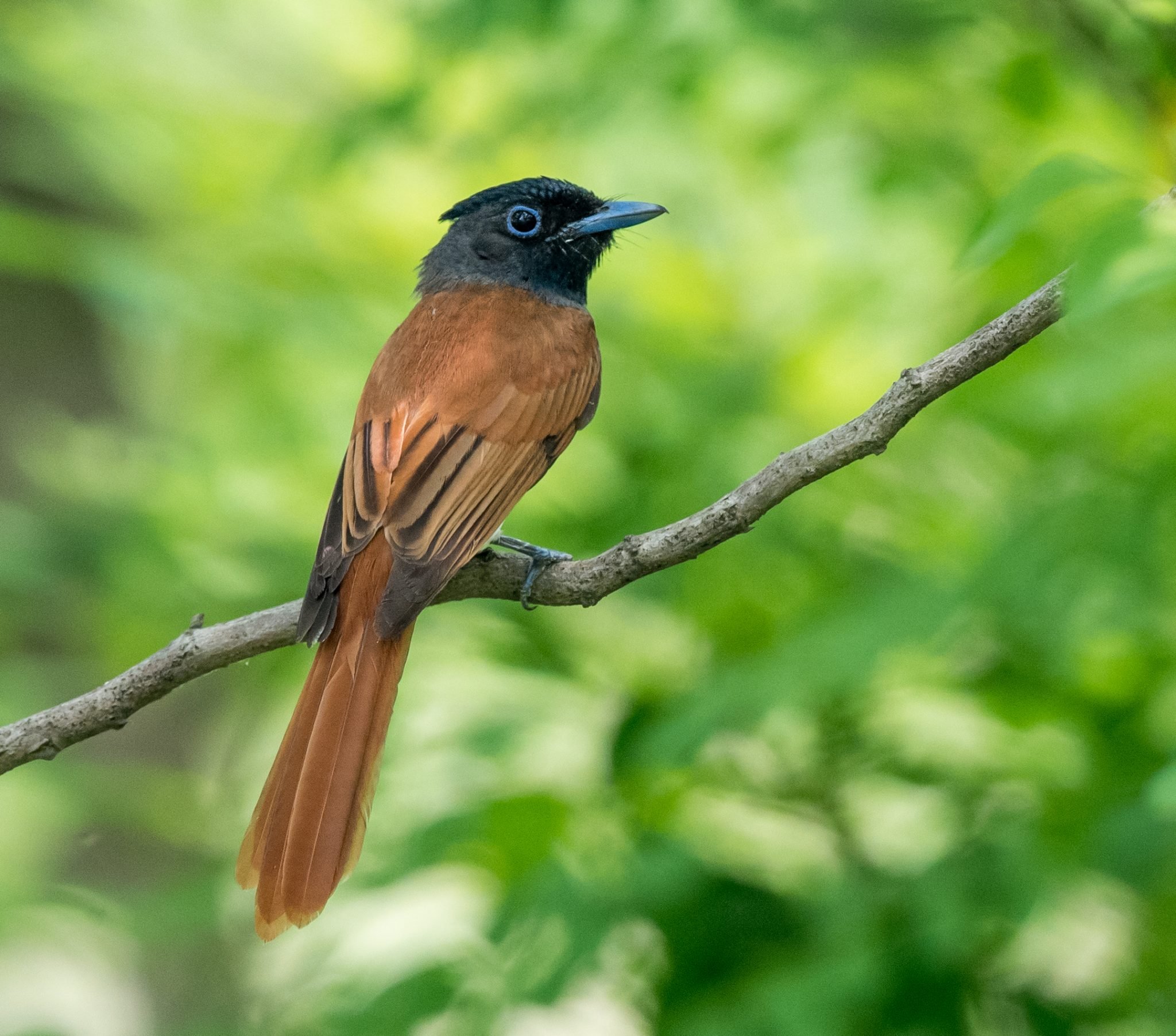 Threatened Birds of Nanhui, Shanghai - 10,000 Birds