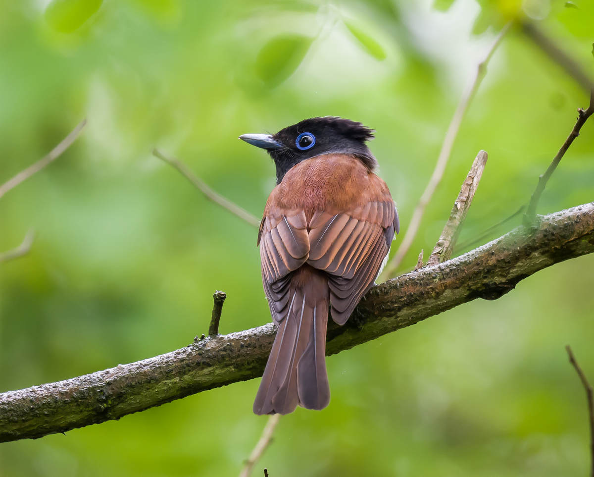 The popstars are back: Paradise Flycatchers in Shanghai - 10,000 Birds