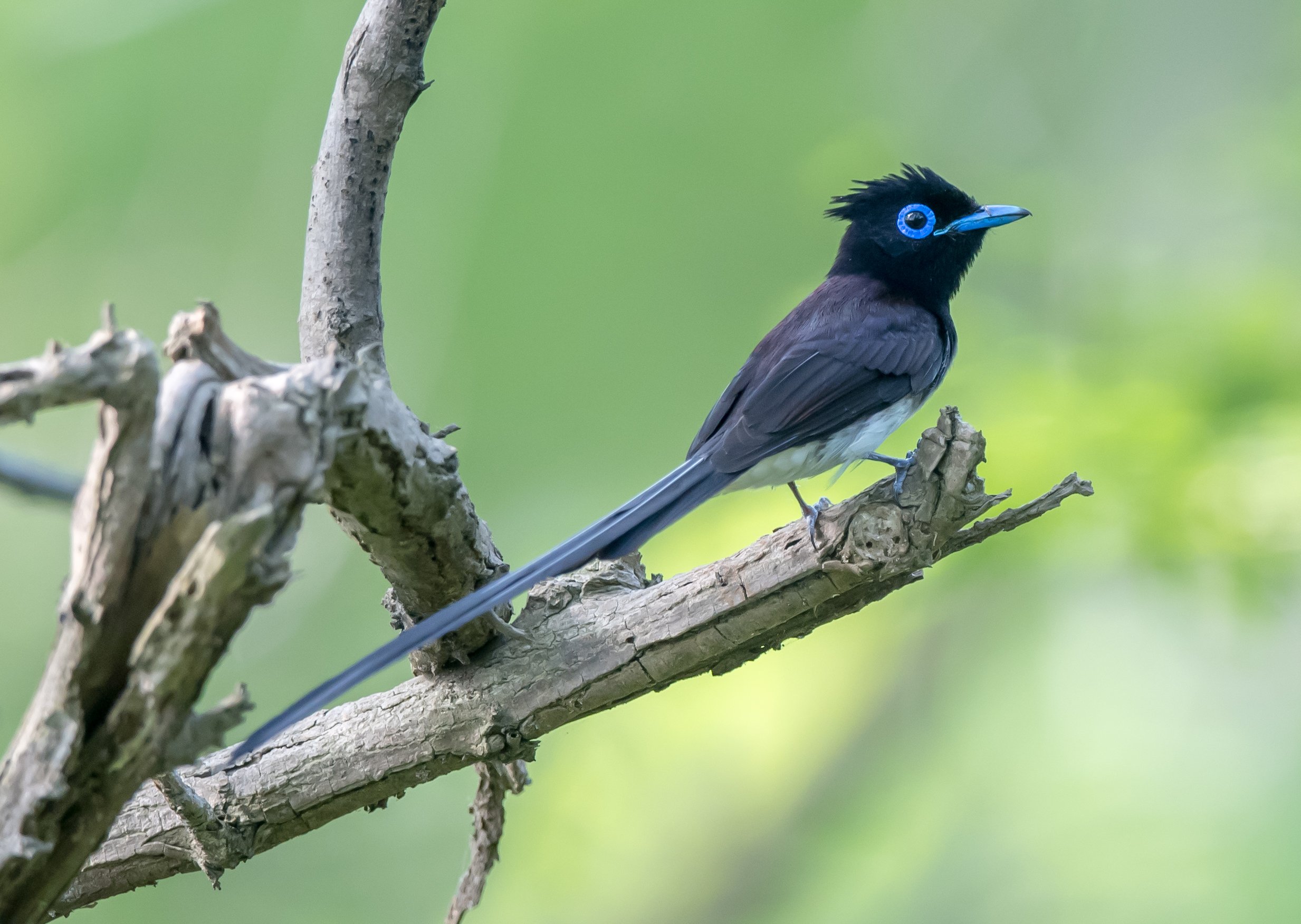 The popstars of Shanghai - 10,000 Birds