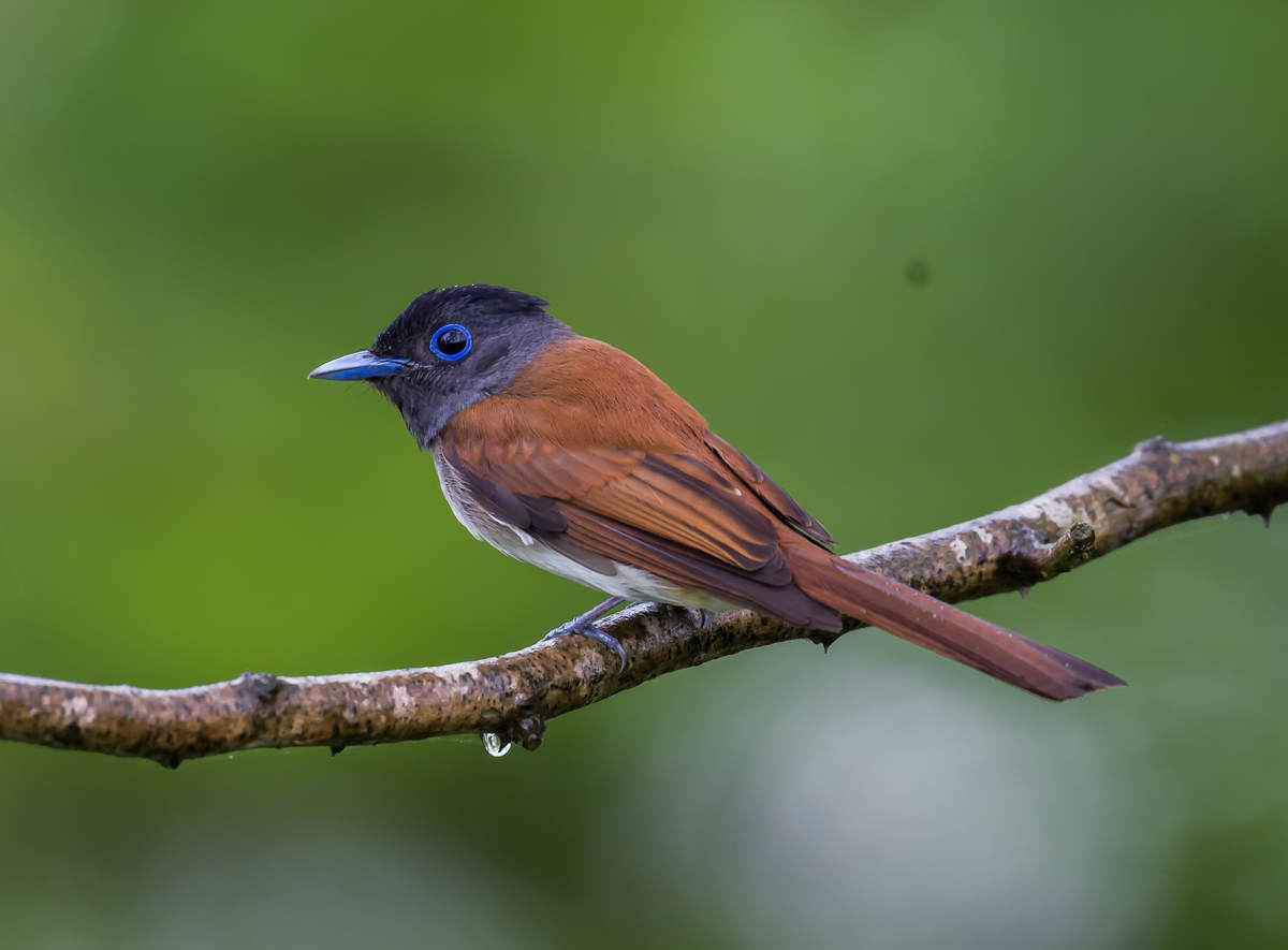 The popstars are back: Paradise Flycatchers in Shanghai - 10,000 Birds