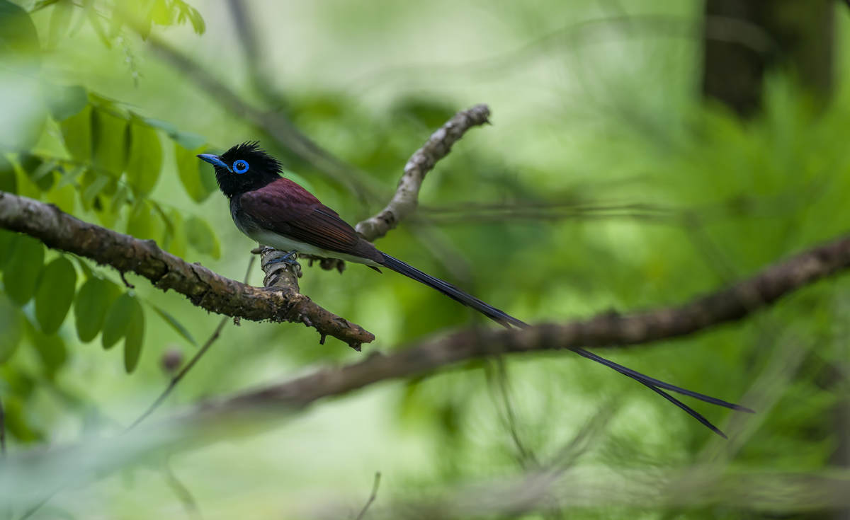 The popstars are back: Paradise Flycatchers in Shanghai - 10,000 Birds