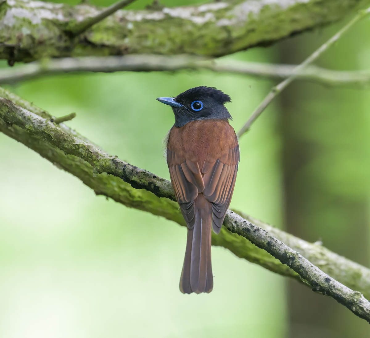 The popstars are back: Paradise Flycatchers in Shanghai - 10,000 Birds