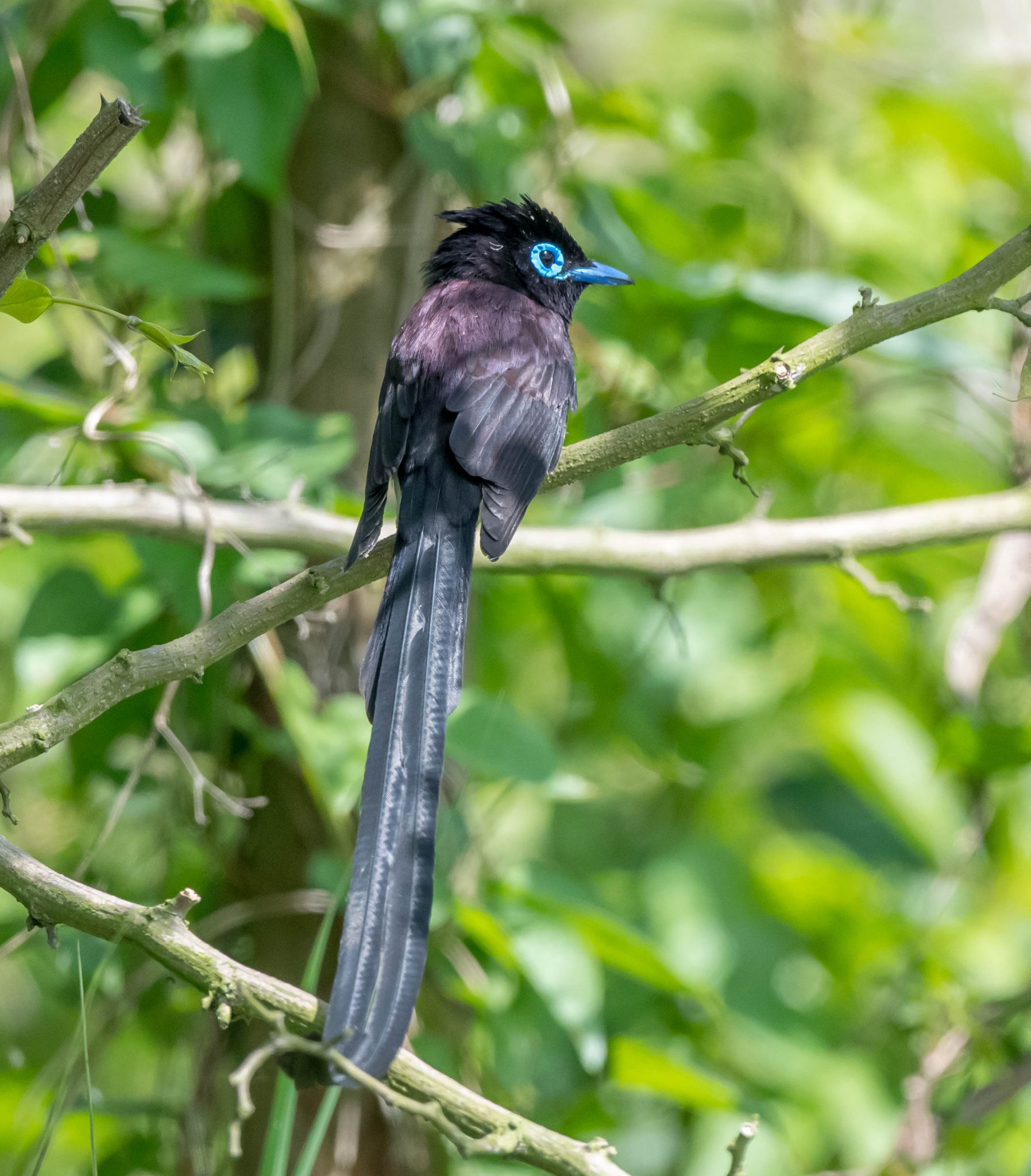 A few interesting birds seen at Nanhui, Shanghai in 2019 - 10,000 Birds
