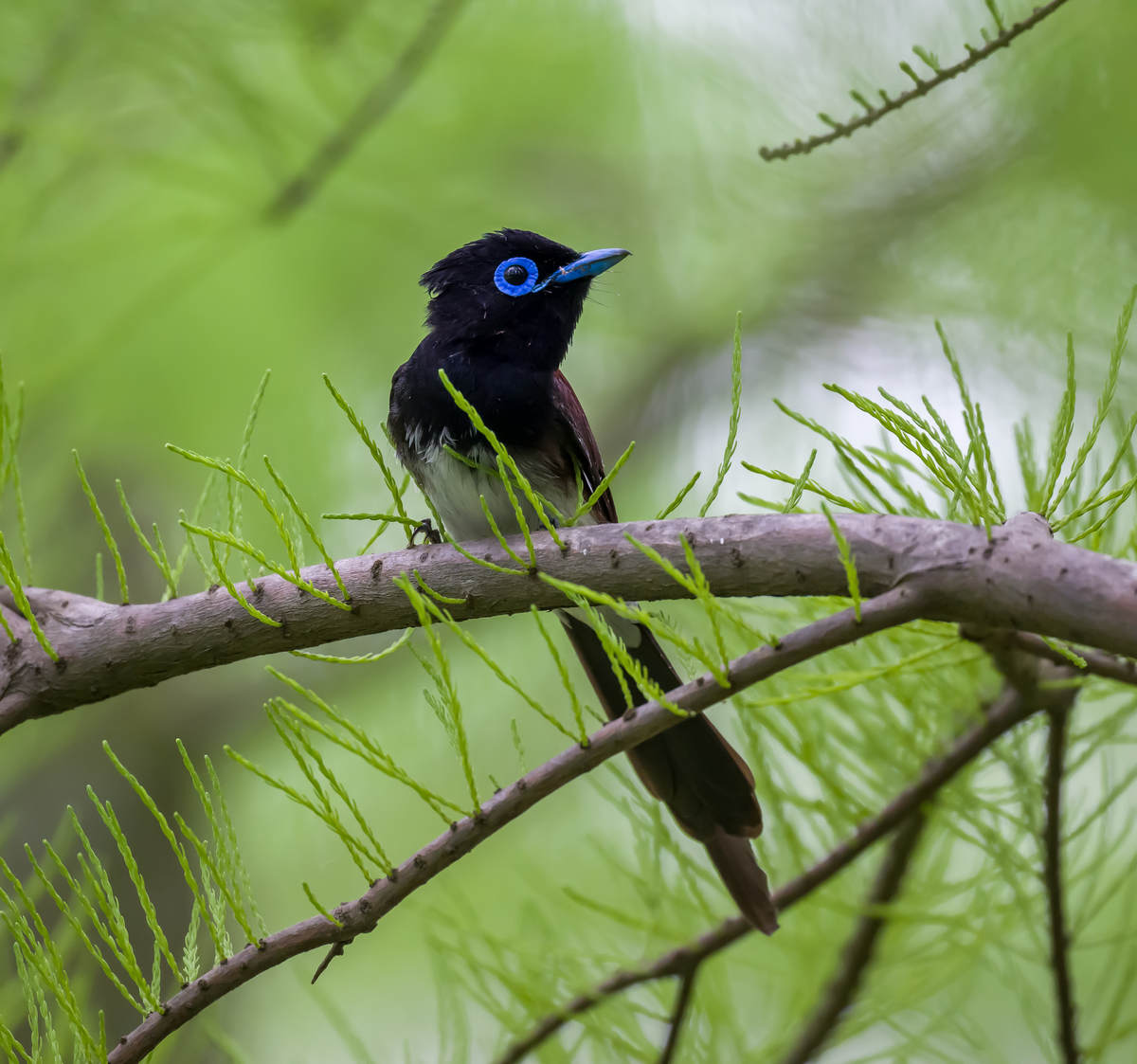The popstars are back: Paradise Flycatchers in Shanghai - 10,000 Birds