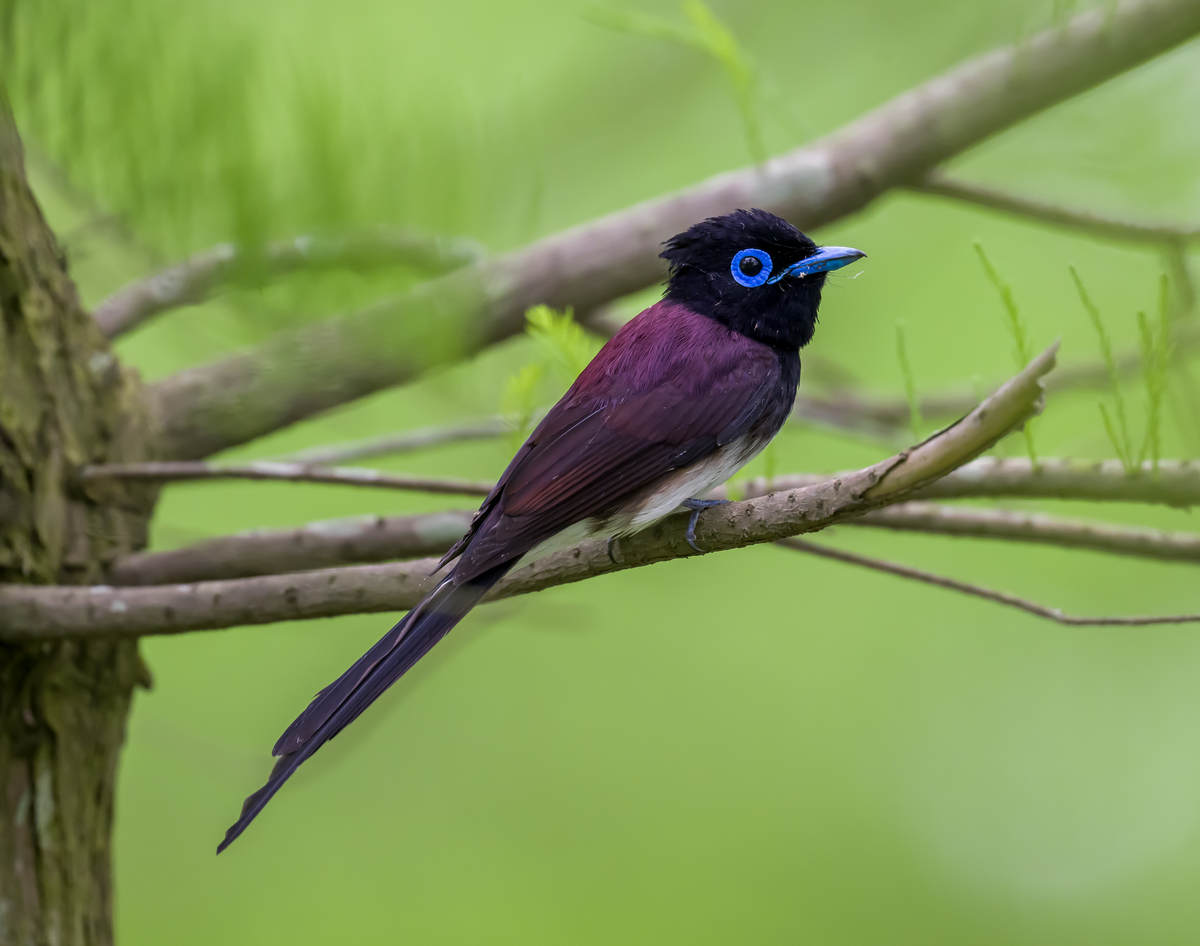 The popstars are back: Paradise Flycatchers in Shanghai - 10,000 Birds