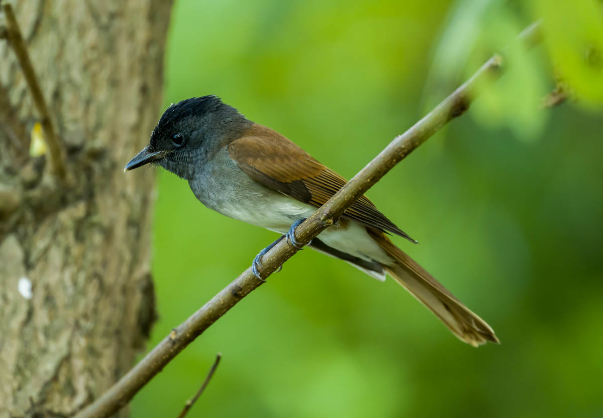 Birding Shanghai in August 2023 - 10,000 Birds