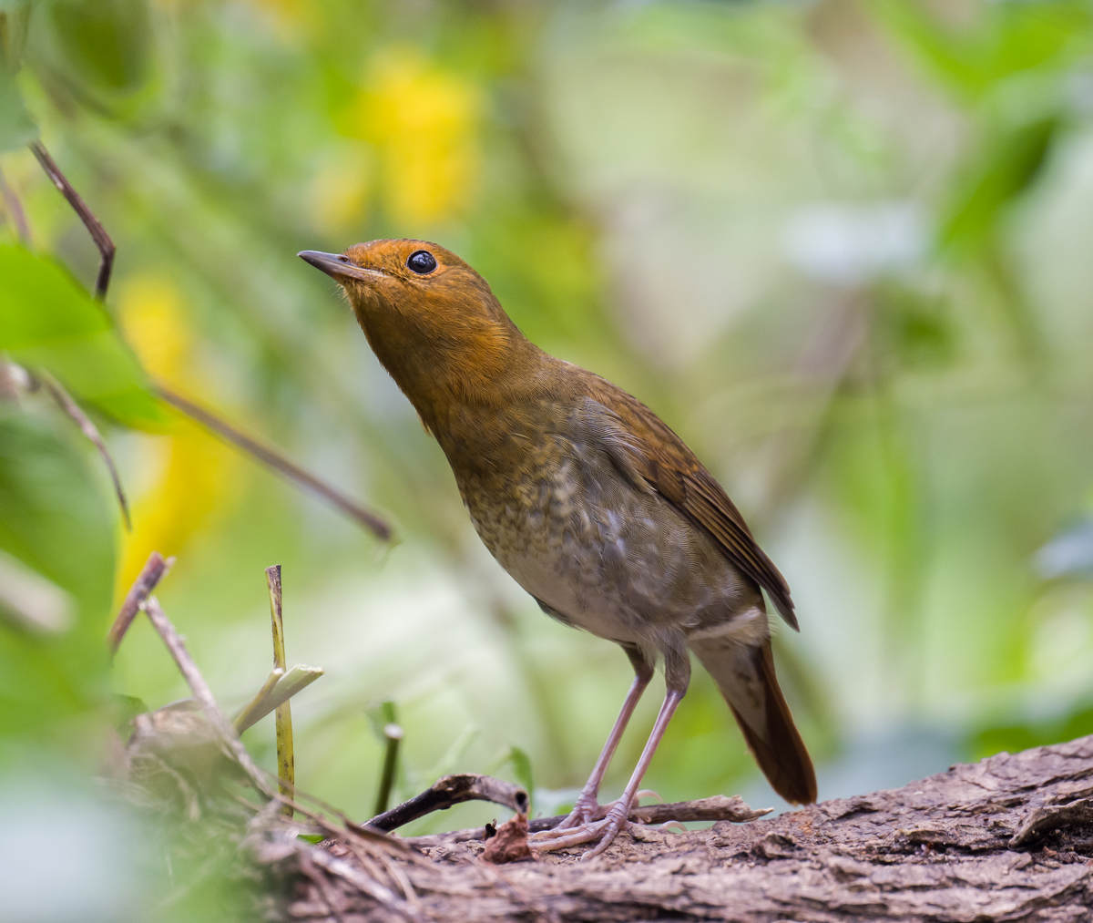 Factors to consider when selecting a robin - 10,000 Birds