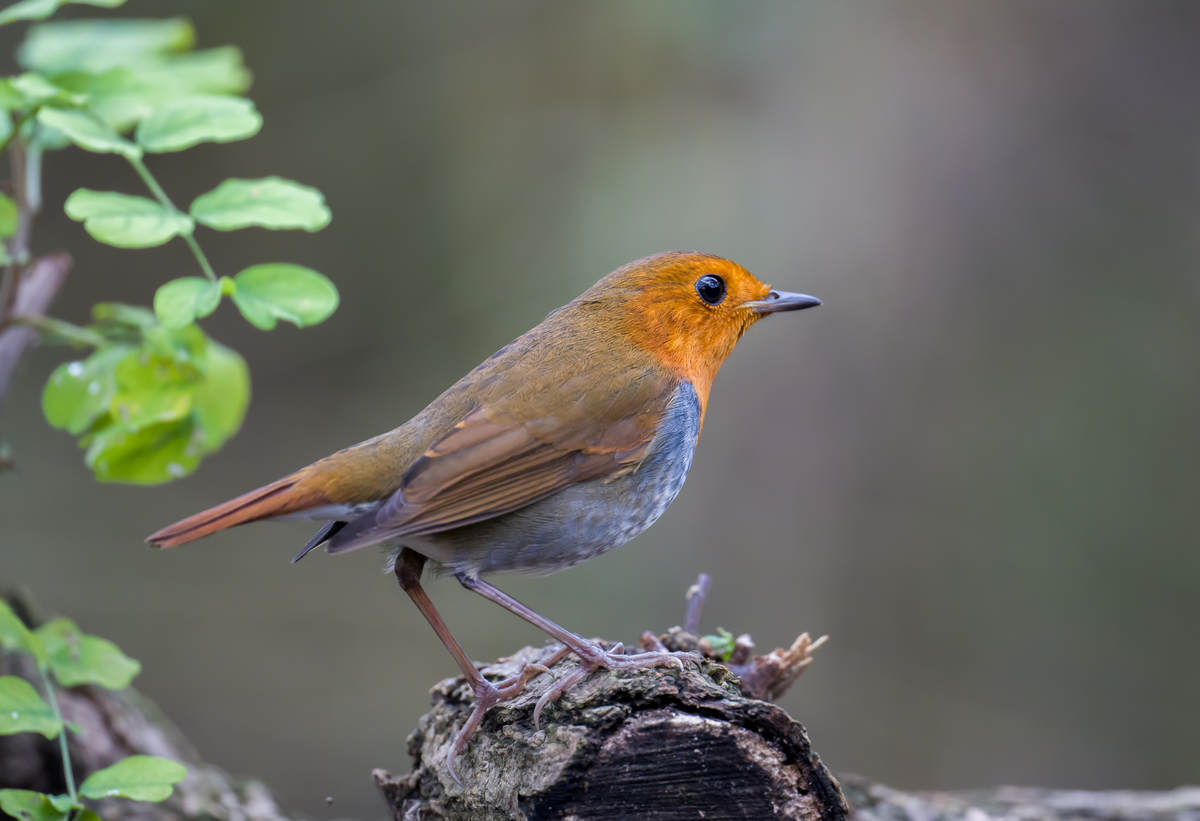 Factors to consider when selecting a robin - 10,000 Birds
