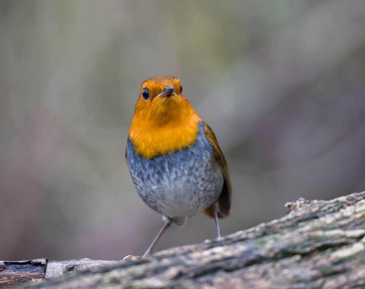 Factors to consider when selecting a robin - 10,000 Birds