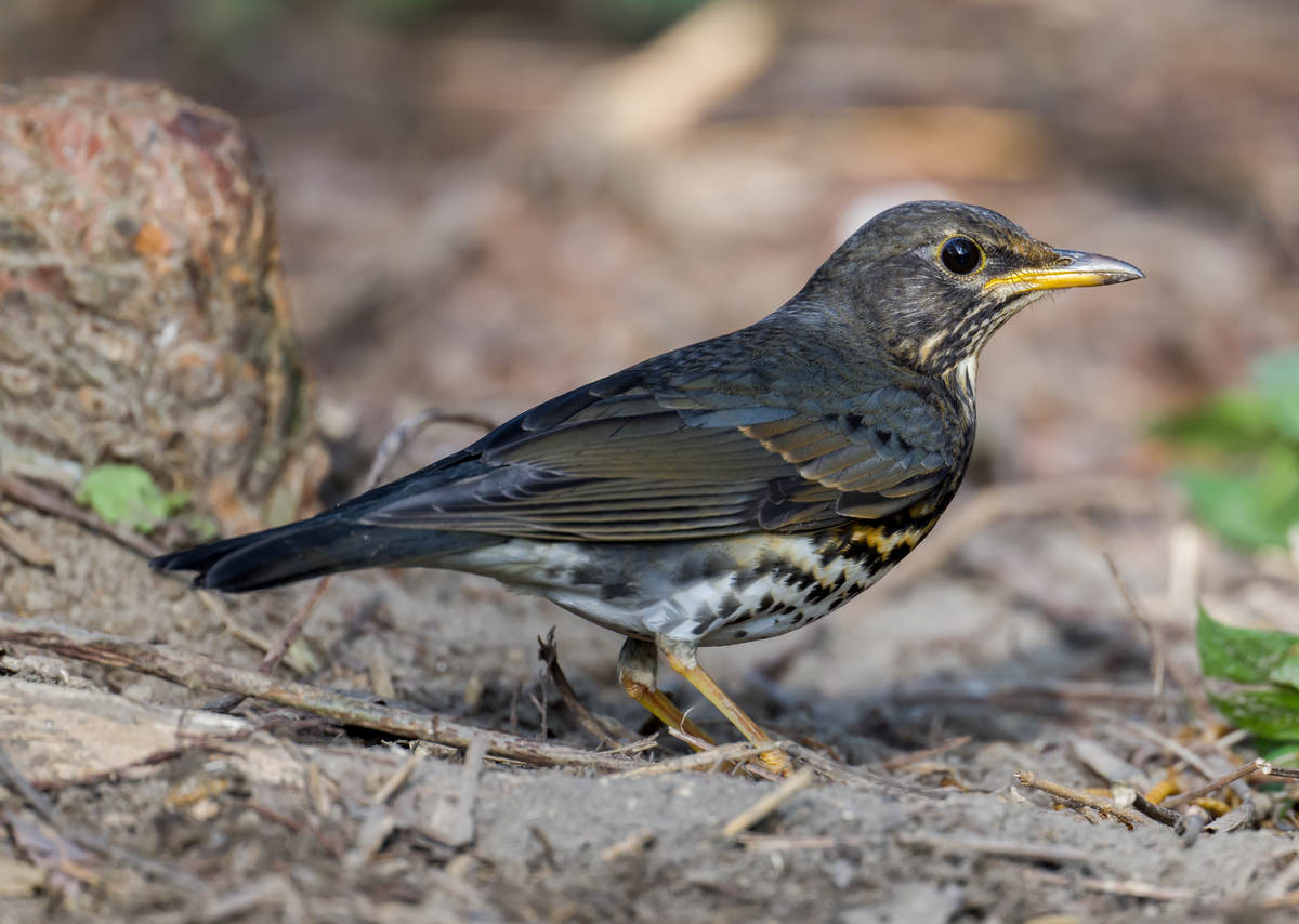 Birding Shanghai in November 2022 - 10,000 Birds