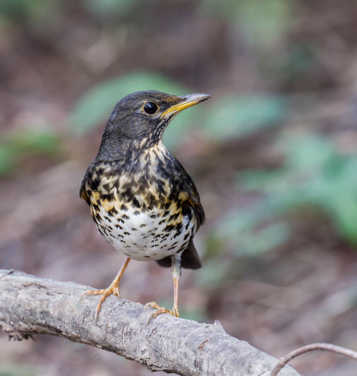 Birding Shanghai in November 2022 - 10,000 Birds