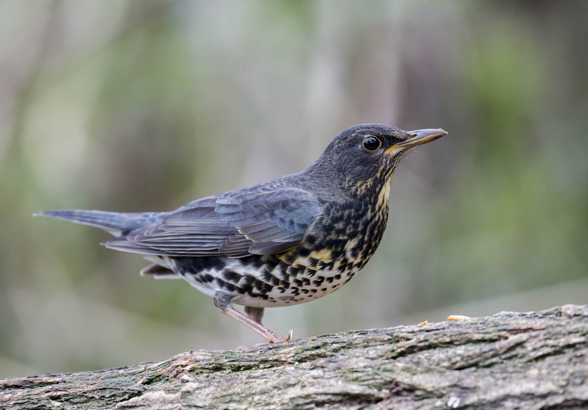 Birding Shanghai in November 2022 - 10,000 Birds