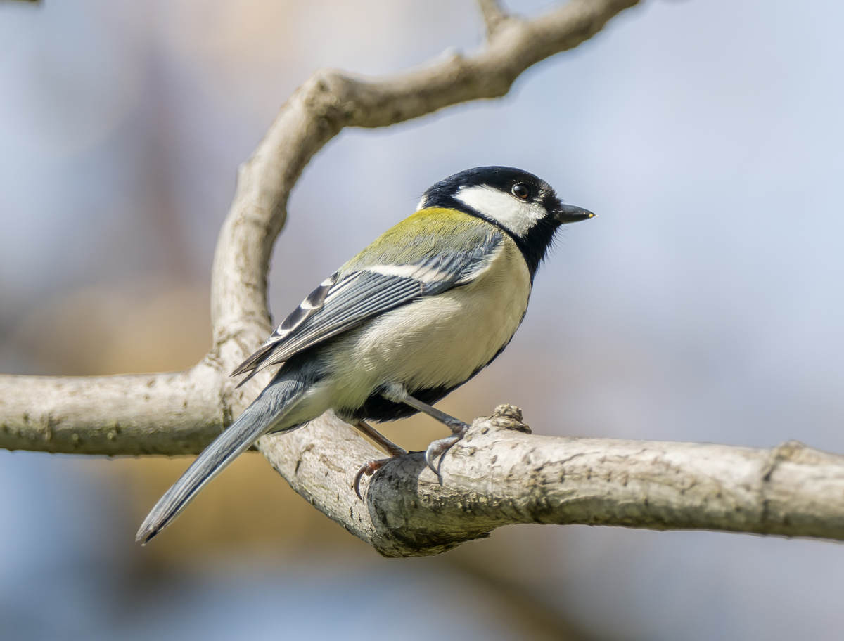 Birding: Special Lockdown Edition - 10,000 Birds