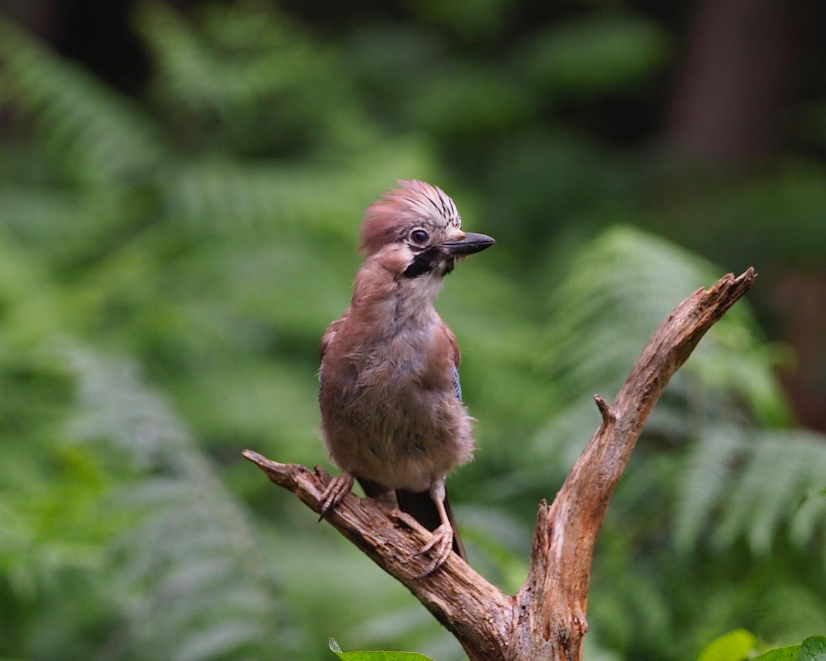 The Garrulous Jay - 10,000 Birds