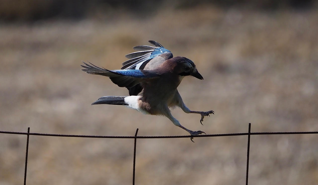The Garrulous Jay - 10,000 Birds
