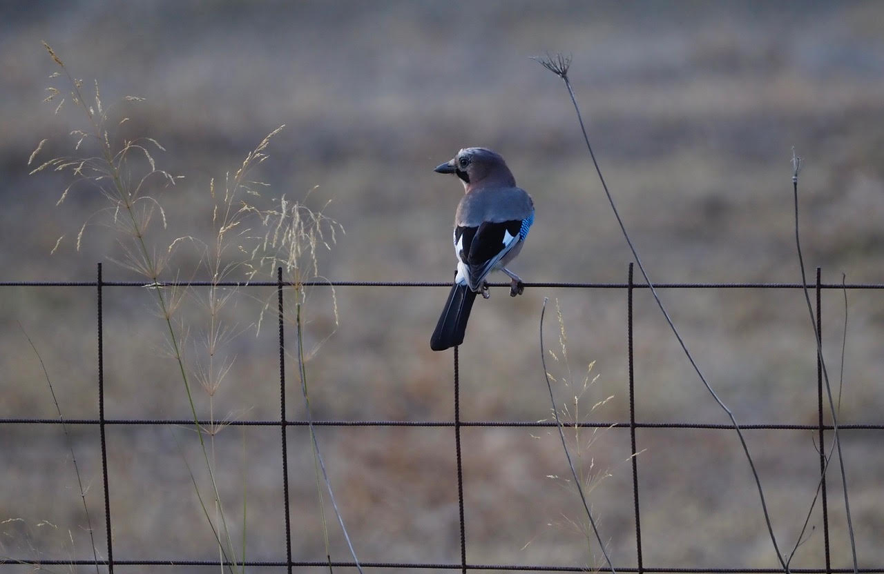 The Garrulous Jay - 10,000 Birds