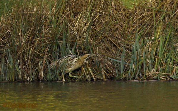 Great Bittern - 10,000 Birds