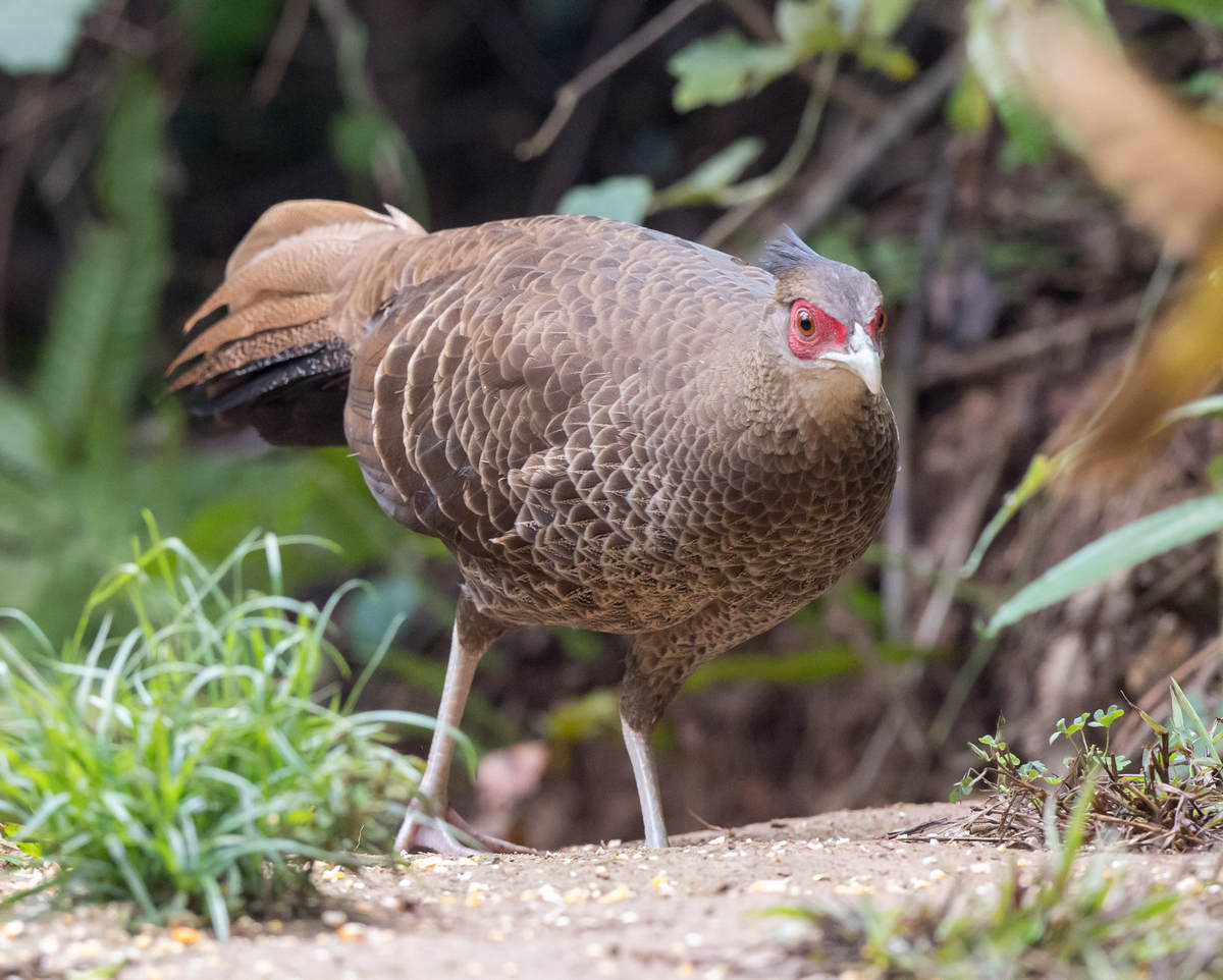 Some Chinese Pheasants - 10,000 Birds