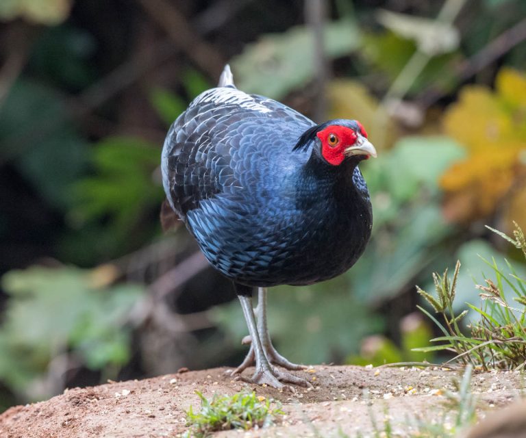 Some Chinese Pheasants - 10,000 Birds