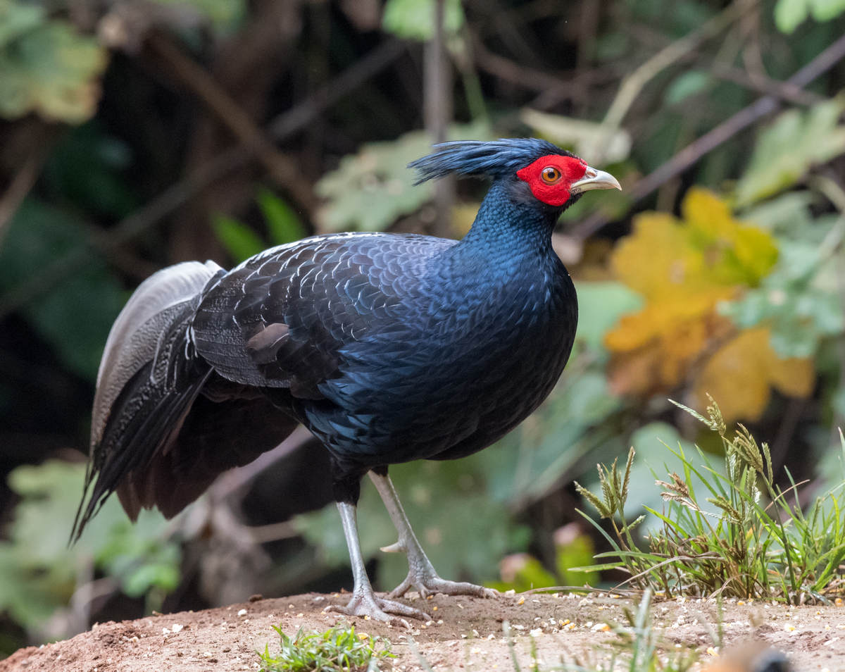 Some Chinese Pheasants - 10,000 Birds