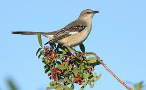 The Brazilian Pepper and the birds that love it - 10,000 Birds