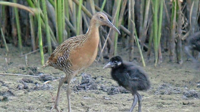 Clapper and King rails may represent four or five species - 10,000 Birds