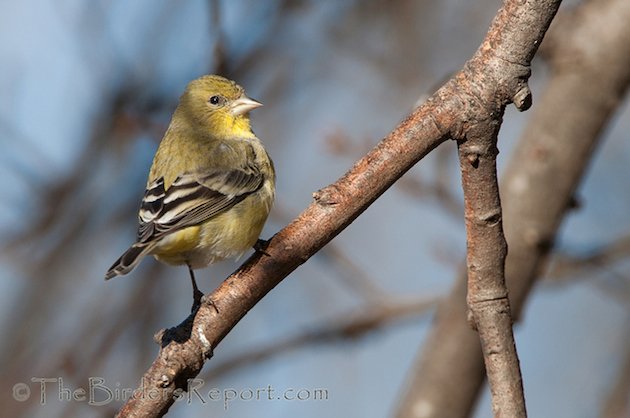 The Lesser Goldfinch: A Common California Species - 10,000 Birds