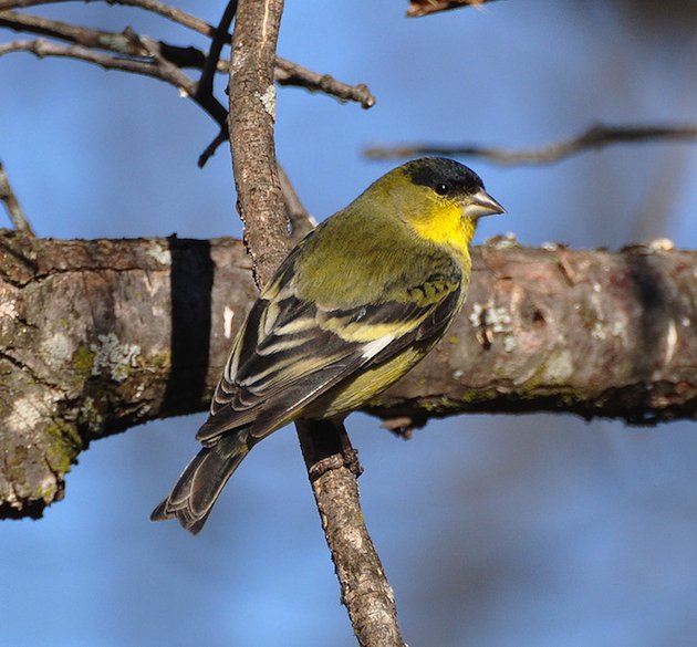 The Lesser Goldfinch: A Common California Species - 10,000 Birds