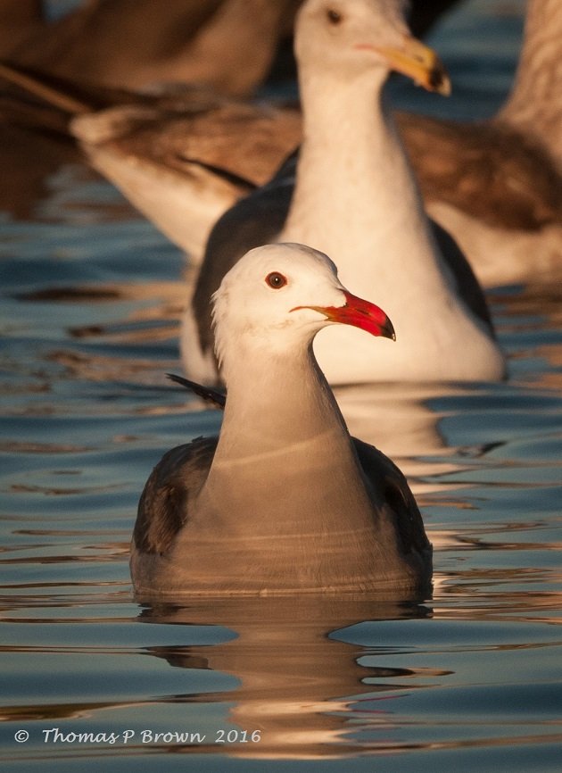 Heermann’s Gull - A Mexican Beauty - 10,000 Birds