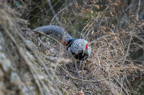 Lady Amherst’s Pheasant - 10,000 Birds