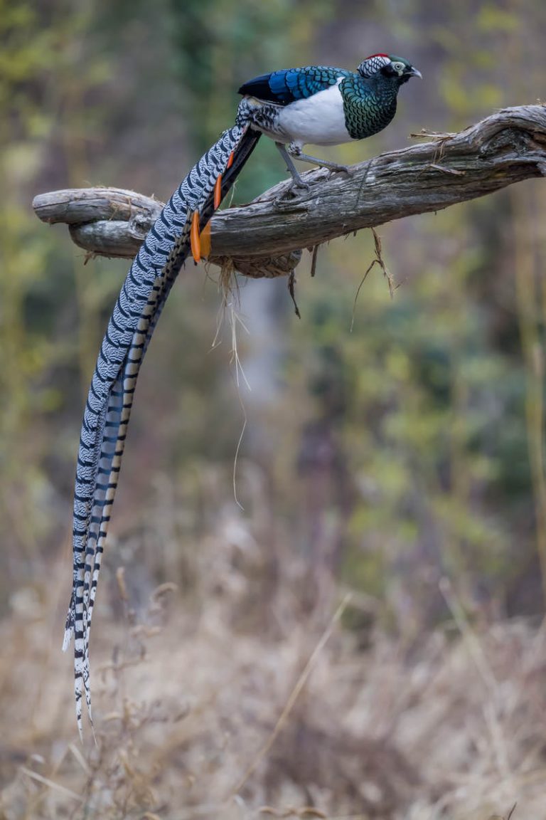 Lady Amherst’s Pheasant - 10,000 Birds