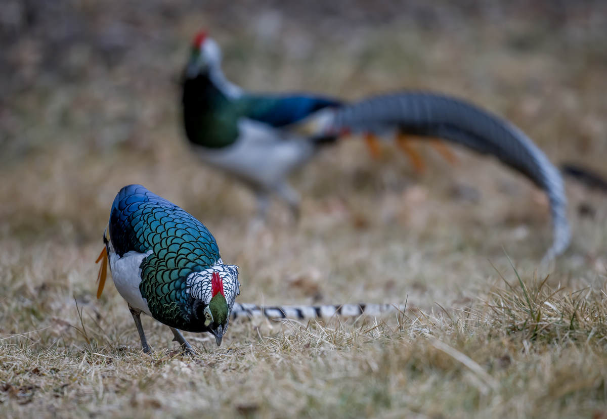 Lady Amherst’s Pheasant - 10,000 Birds