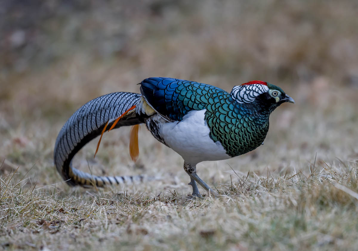 Lady Amherst’s Pheasant - 10,000 Birds
