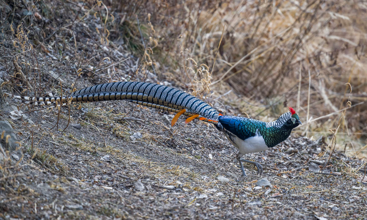 Lady Amherst’s Pheasant - 10,000 Birds