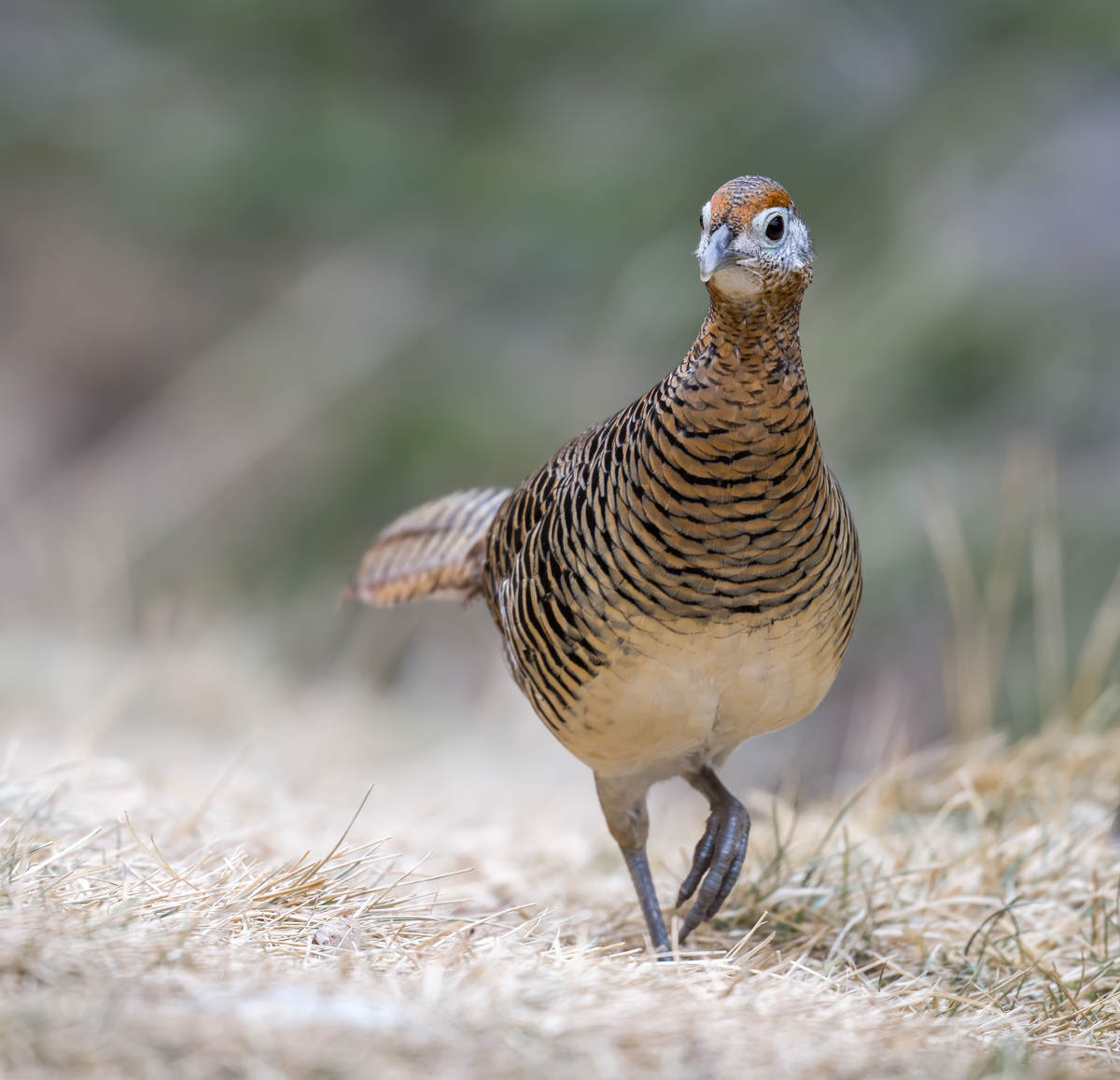 Lady Amherst’s Pheasant - 10,000 Birds