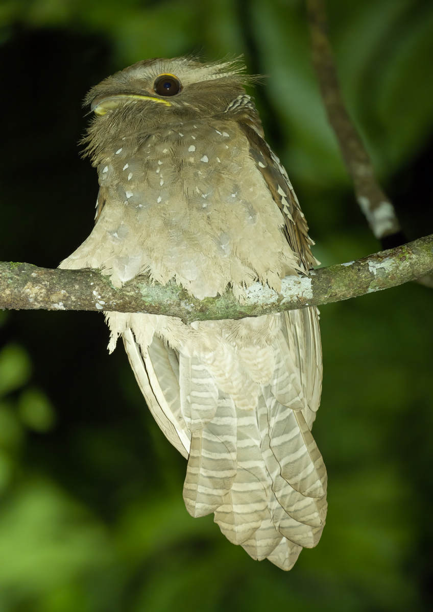 Birding Sukau, Sabah, Borneo - 10,000 Birds