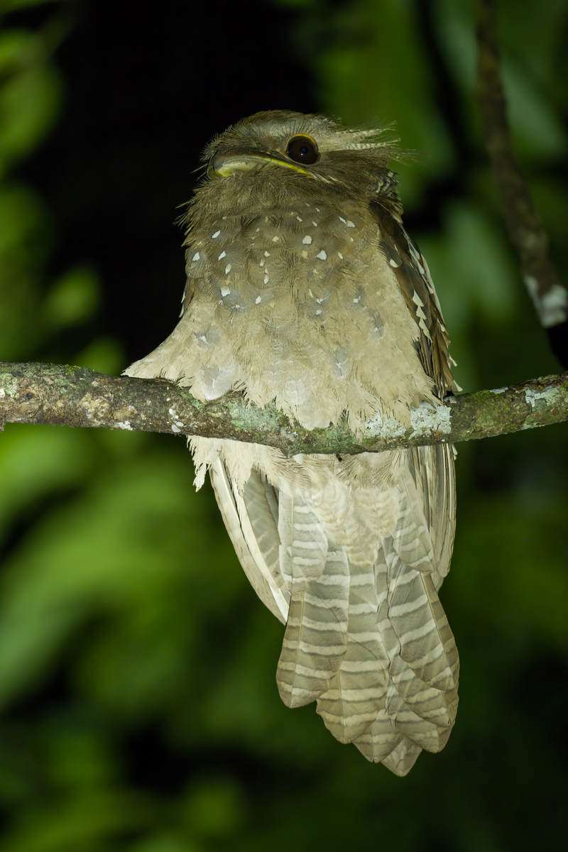 Birding Sukau, Sabah, Borneo - 10,000 Birds