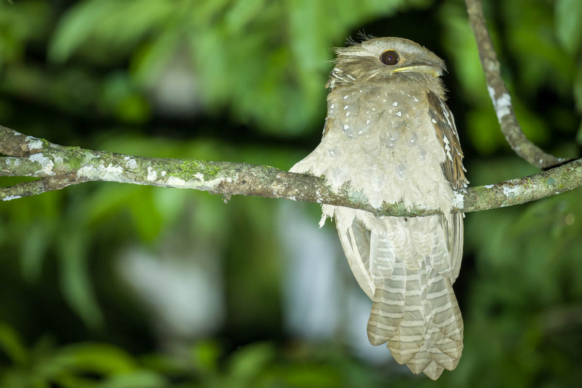 Birding Sukau, Sabah, Borneo - 10,000 Birds