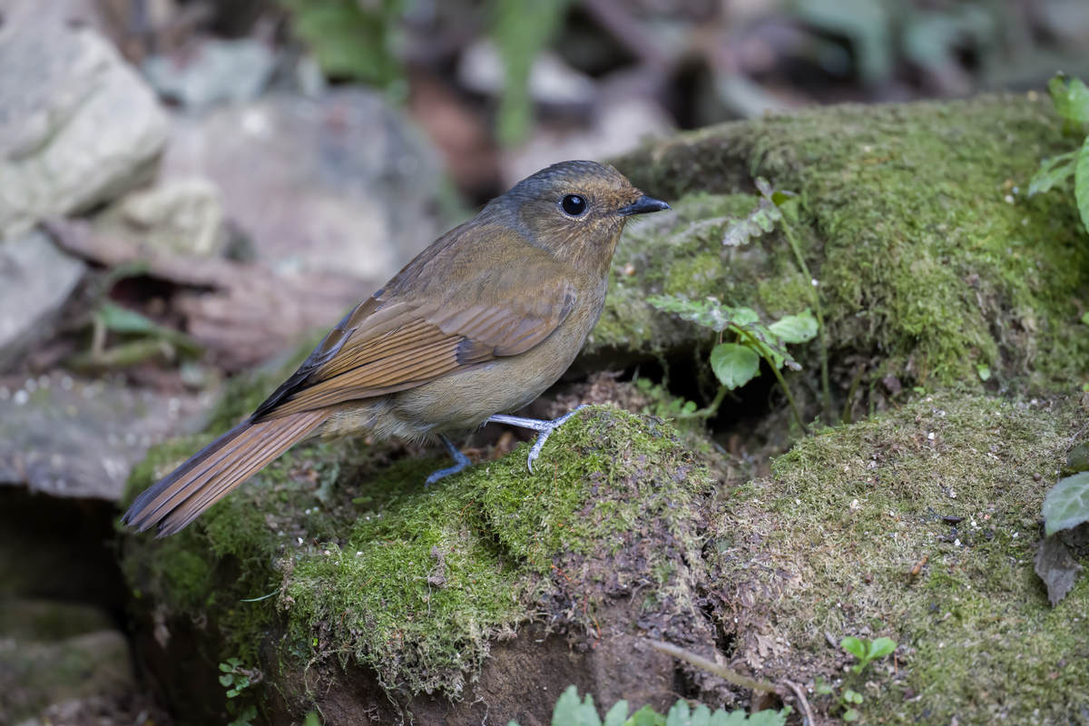 Birding Napo, Guangxi, China - Part 1 - 10,000 Birds