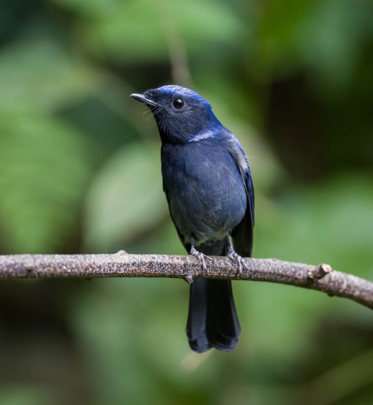 Birding Napo, Guangxi, China - Part 1 - 10,000 Birds