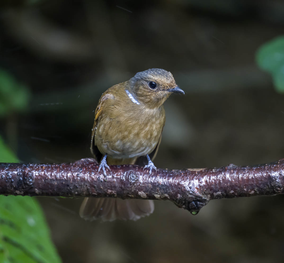 Birding Napo, Guangxi, China - Part 1 - 10,000 Birds