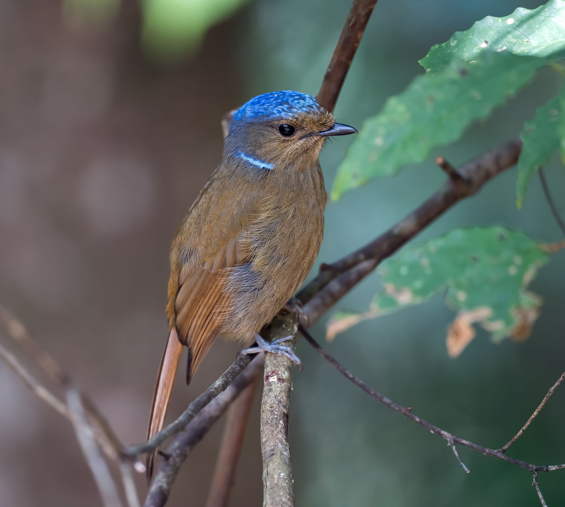 Birding Dalat, Vietnam (Part 2) - 10,000 Birds