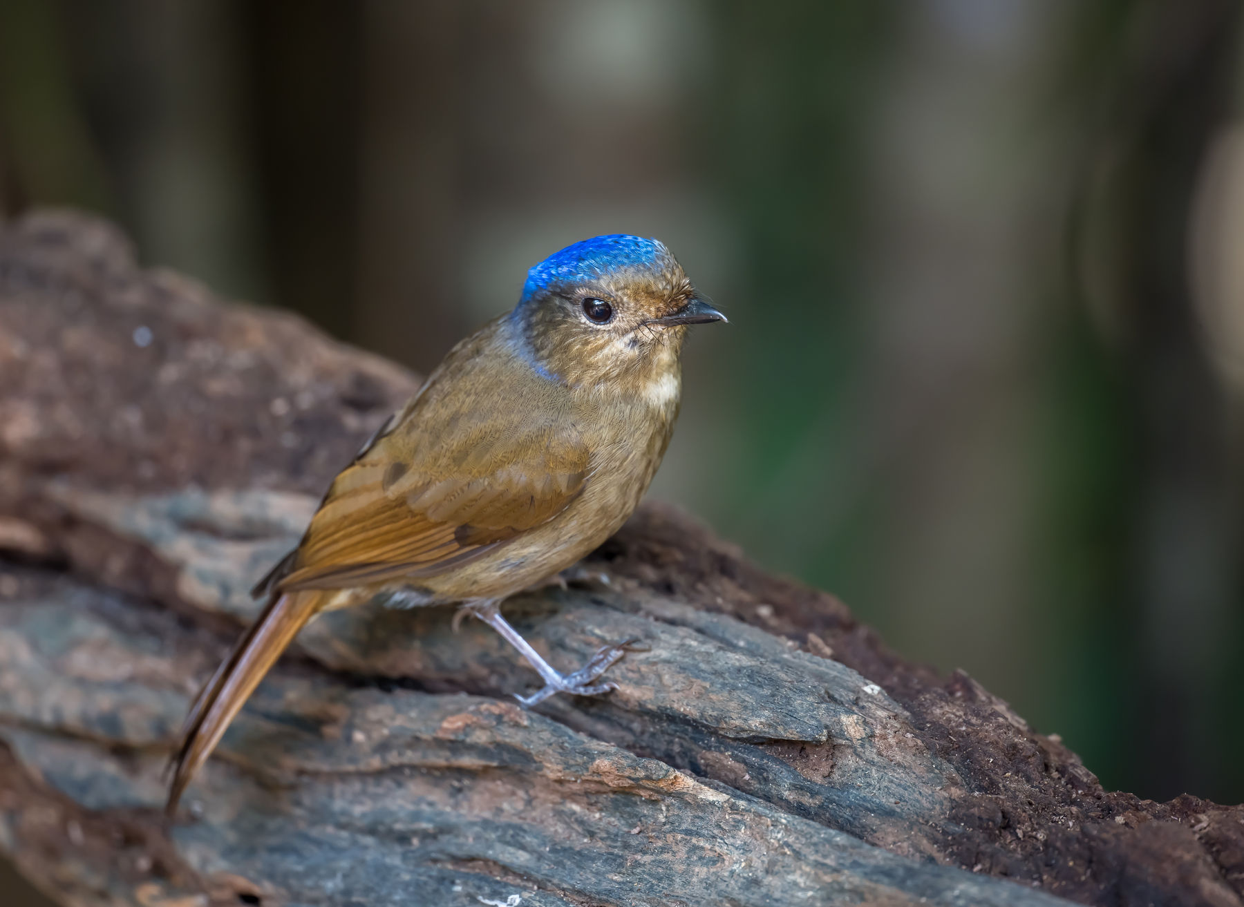 Birding Dalat, Vietnam (Part 2) - 10,000 Birds