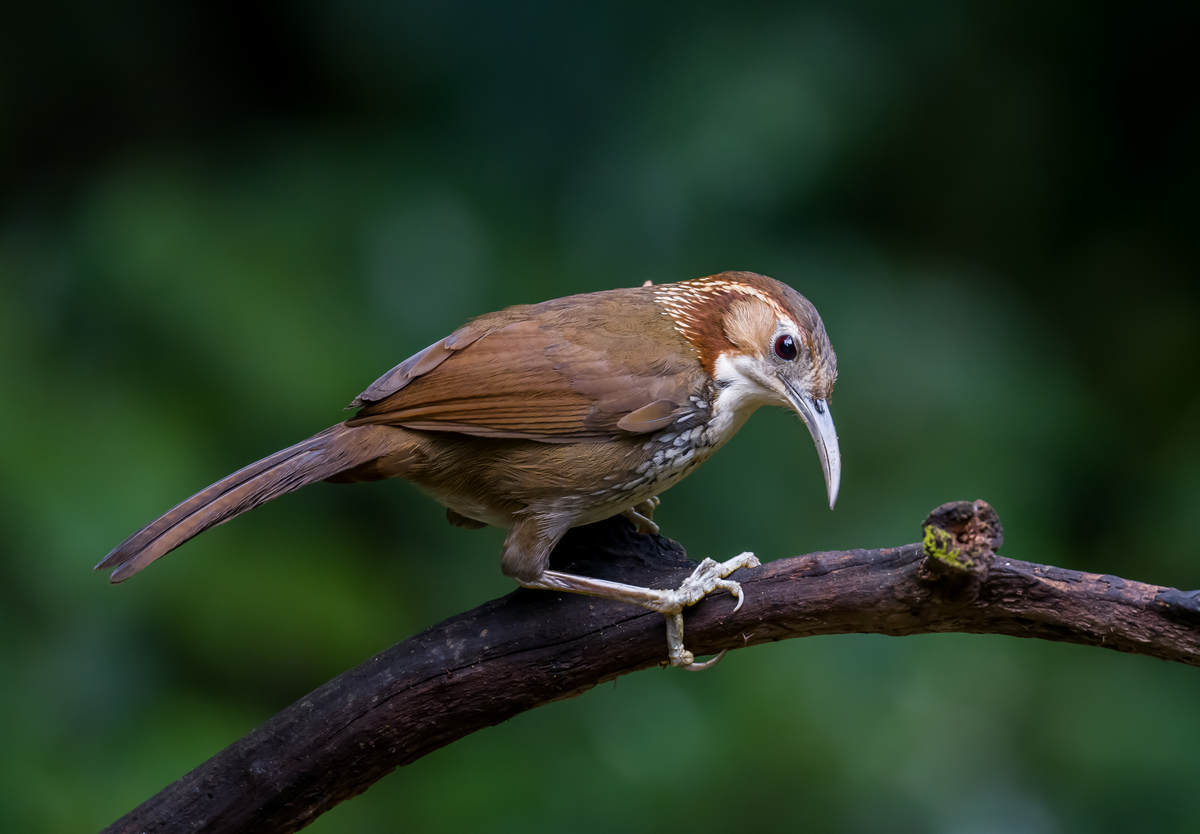 Birding Nonggang, Guangxi, China - Part 1 - 10,000 Birds