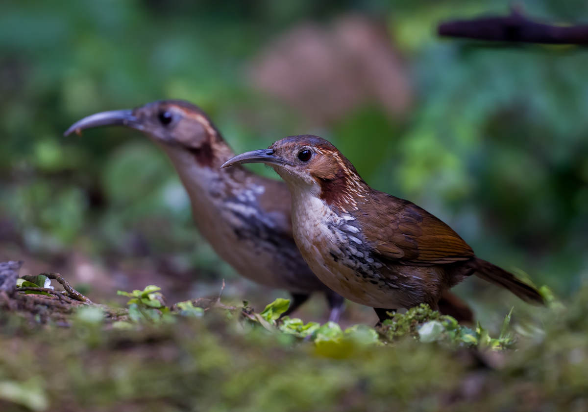 Birding Nonggang, Guangxi, China - part 1 - 10,000 Birds